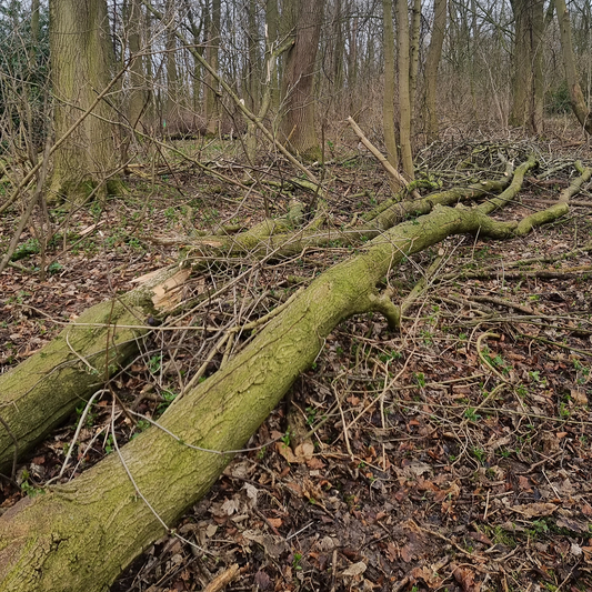 Explorer Essentials | Camping, Fishing, Braai & Barbecue